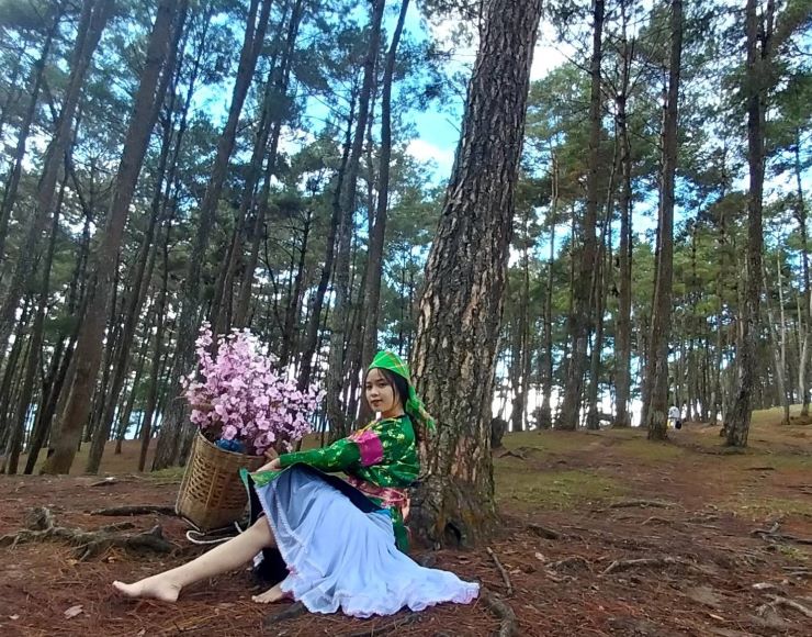 Rừng Thông Yên Minh - Điểm Đến Đẹp Như Mơ Khi Du Lịch Hà Giang | Dulich24.com.vn